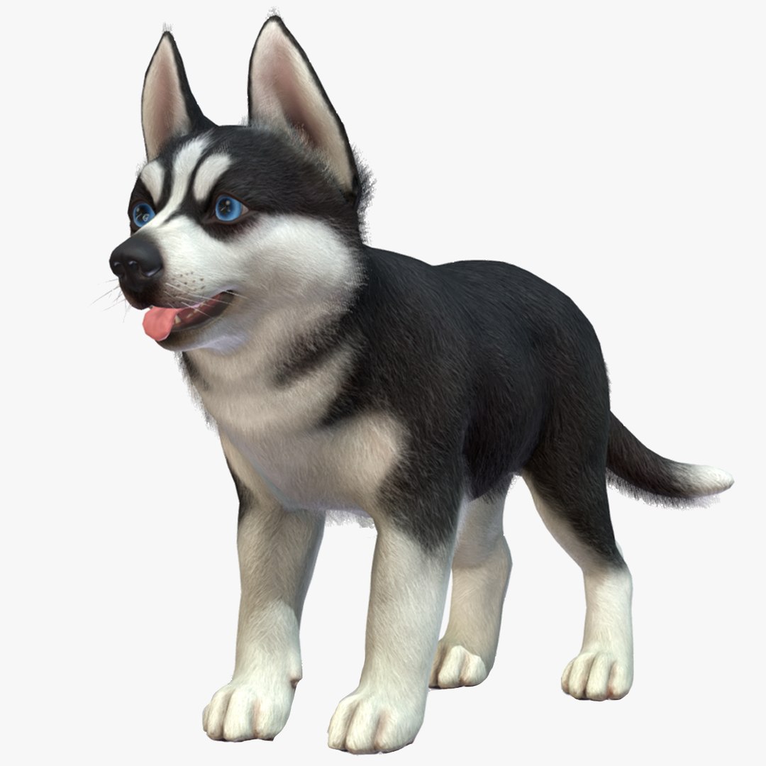 3D Puppy - Husky model - TurboSquid 2075074