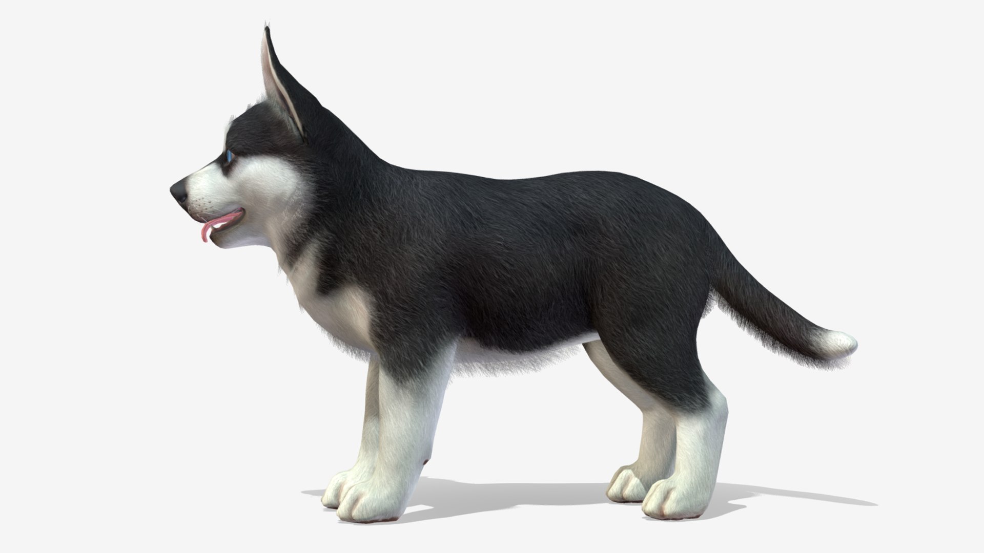 3D Puppy - Husky Model - TurboSquid 2075074