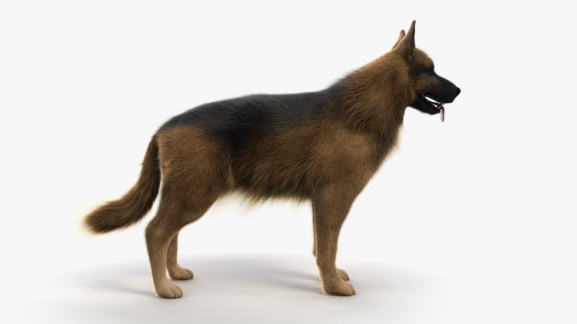 German Shepherd Skin Skeleton 3D - TurboSquid 1431559