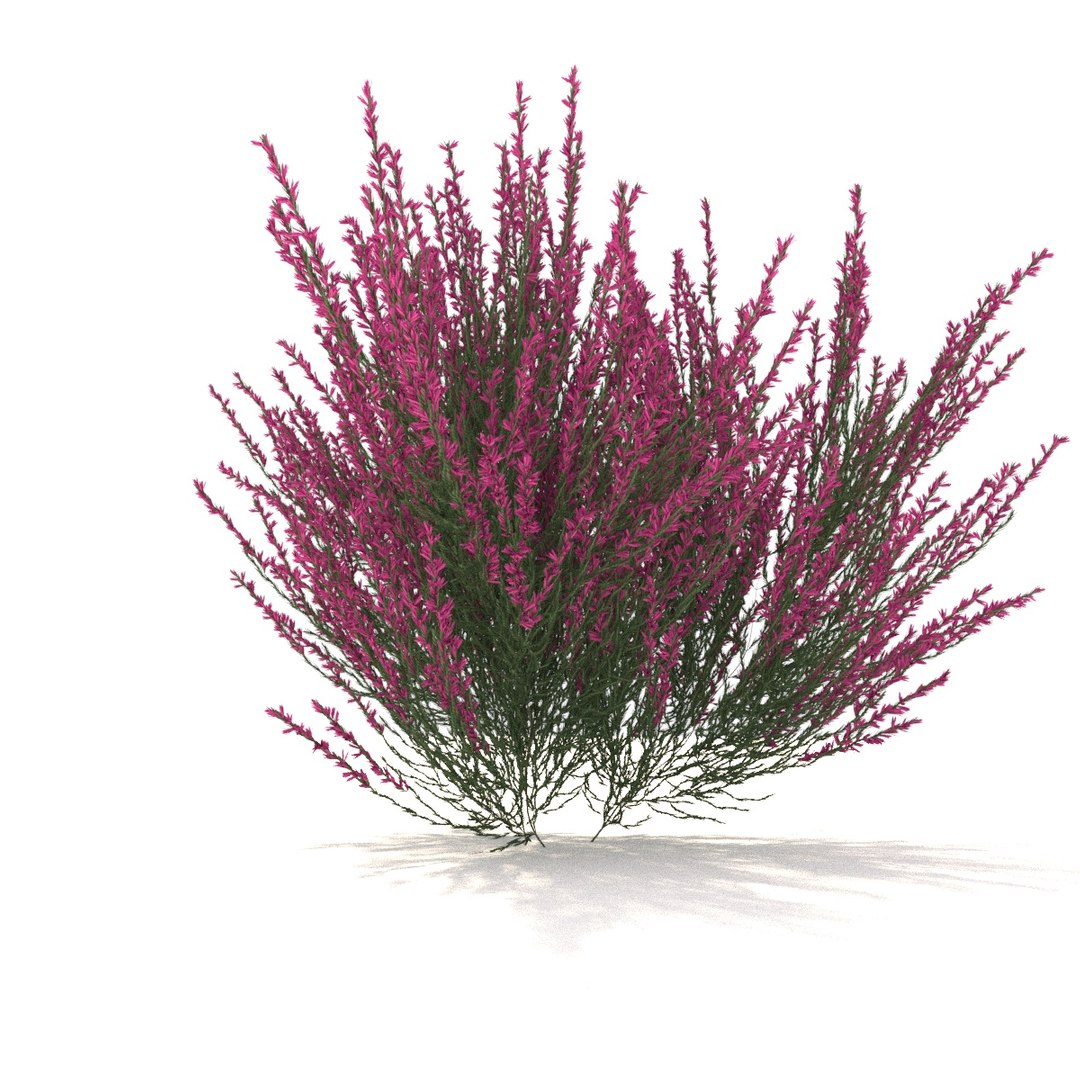 3D Pink-red Heather Model - TurboSquid 1178826