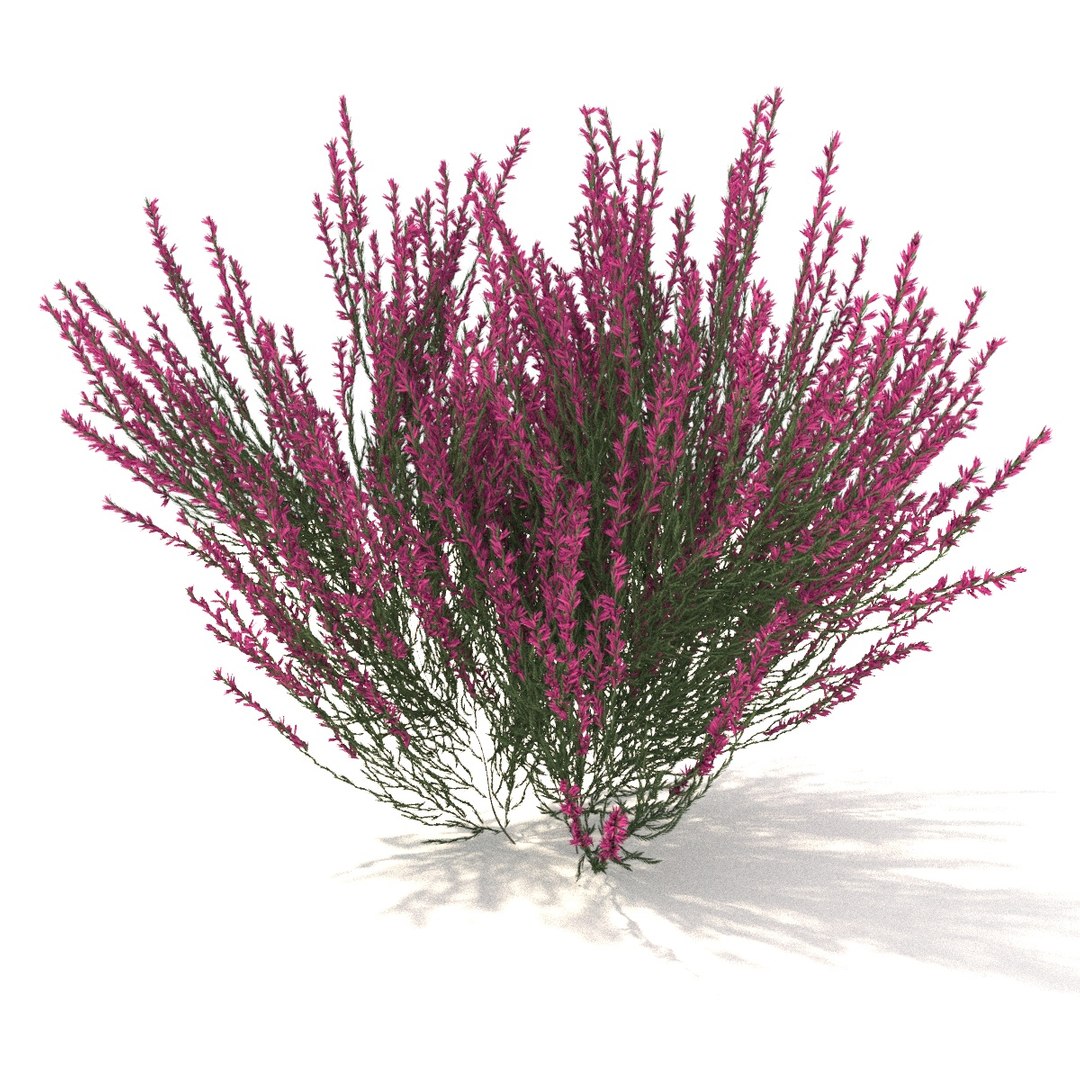 3D Pink-red Heather Model - TurboSquid 1178826