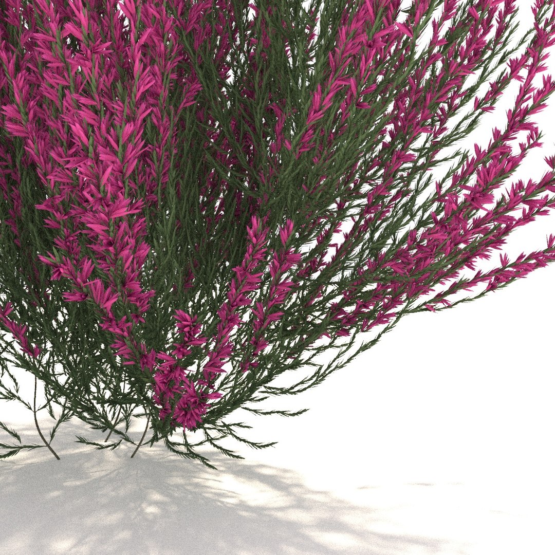 3D Pink-red Heather Model - TurboSquid 1178826