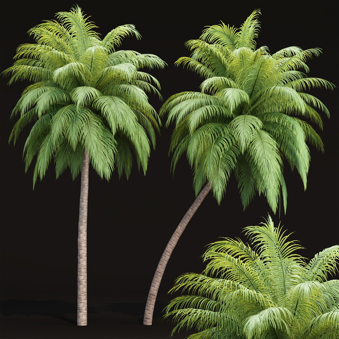 Palm Trees Collection 195 3D - TurboSquid 2042373