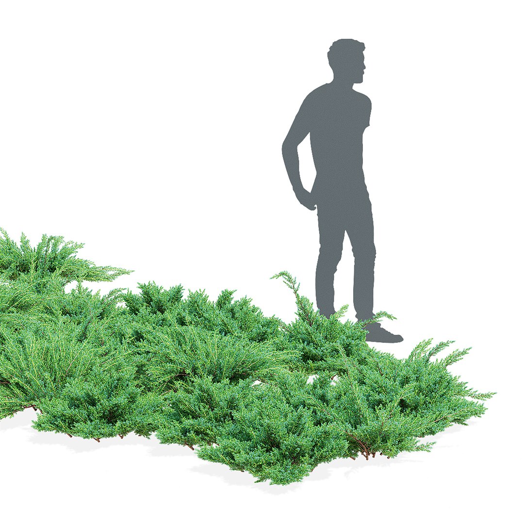 Juniperus Squamata Bushes 3D Model - TurboSquid 2286951