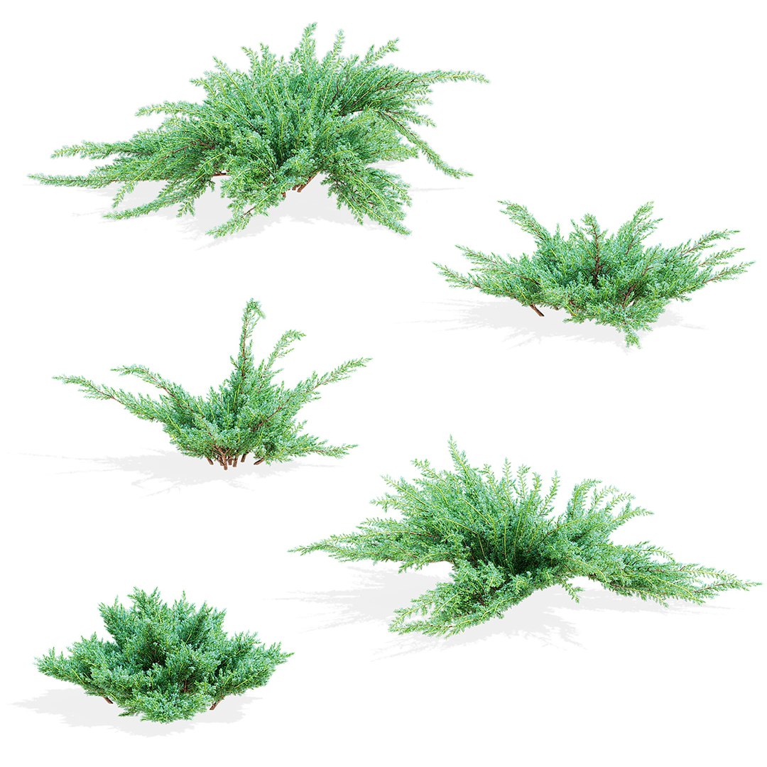Juniperus Squamata Bushes 3D Model - TurboSquid 2286951