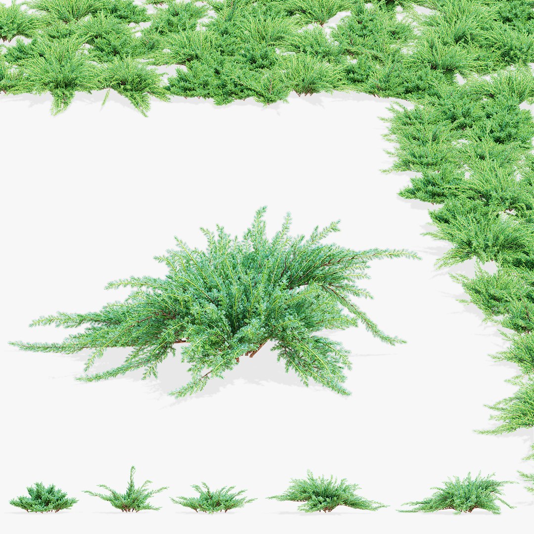 Juniperus Squamata Bushes 3D Model - TurboSquid 2286951