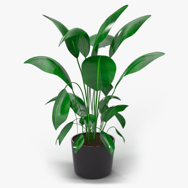 modelo 3d Plant - TurboSquid 2007329