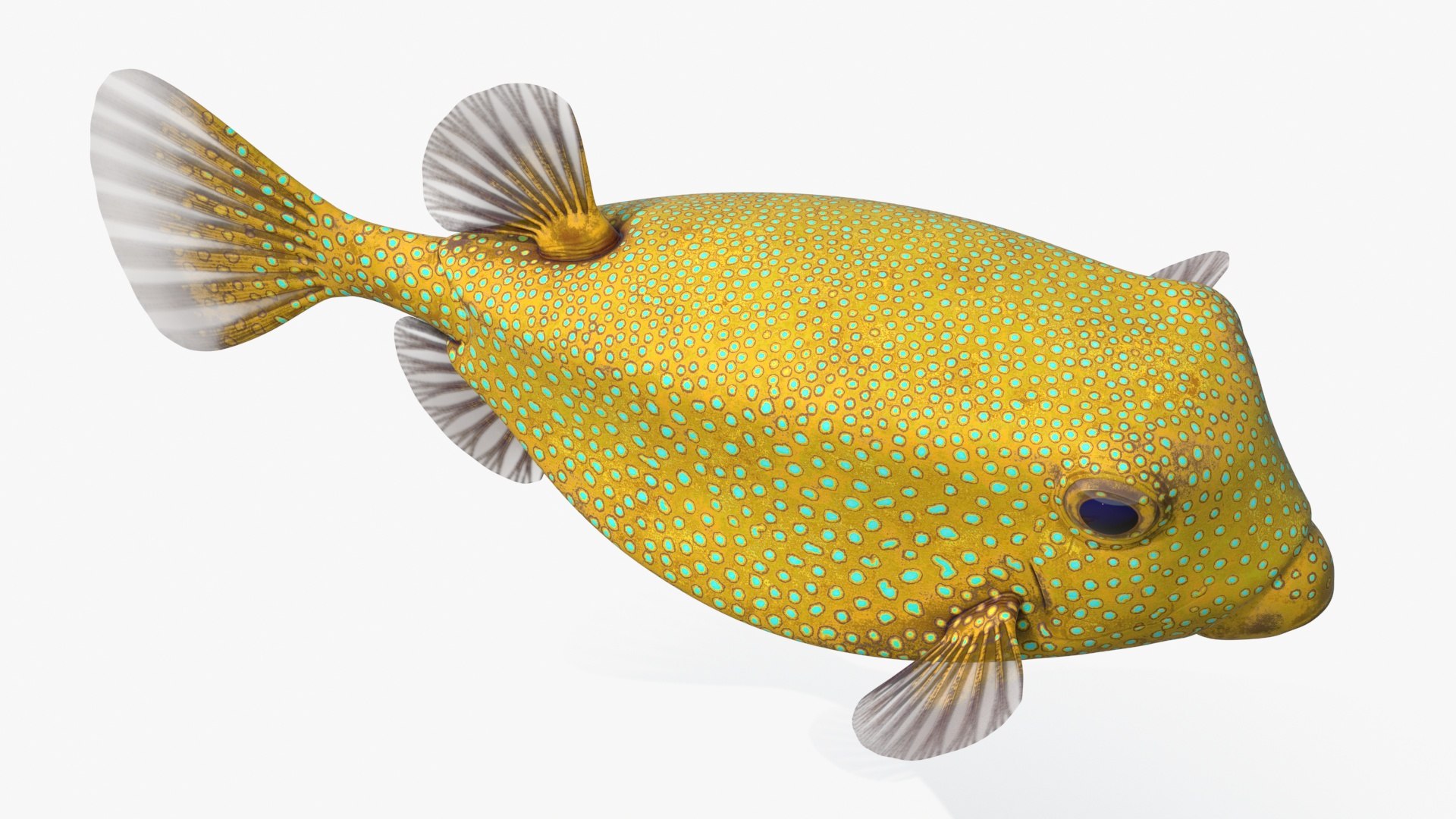 3D Yellow Spotted Boxfish Rigged Model - TurboSquid 2307913