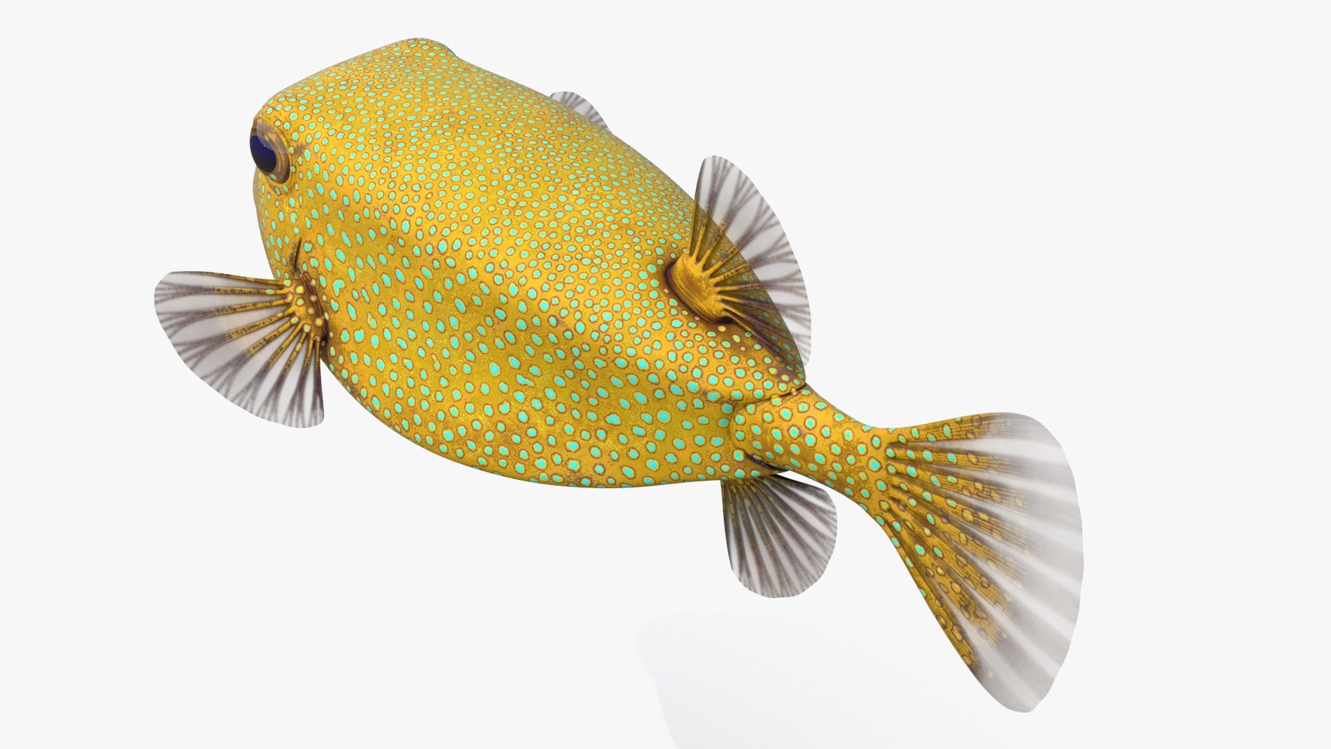 3D Yellow Spotted Boxfish Rigged Model - TurboSquid 2307913