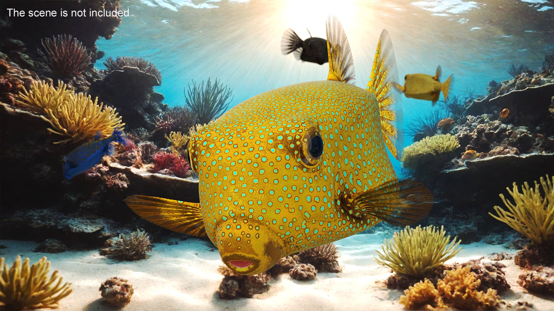 3D Yellow Spotted Boxfish Rigged Model - TurboSquid 2307913