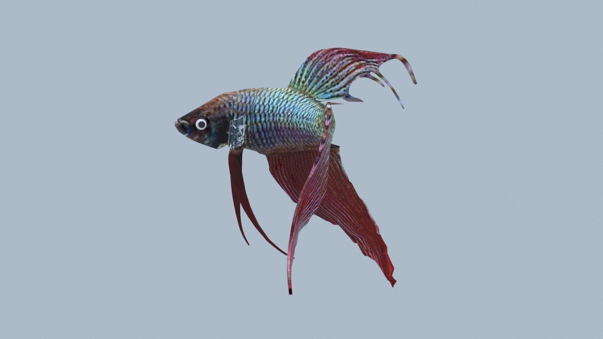 3D Beta Fish - TurboSquid 1470681