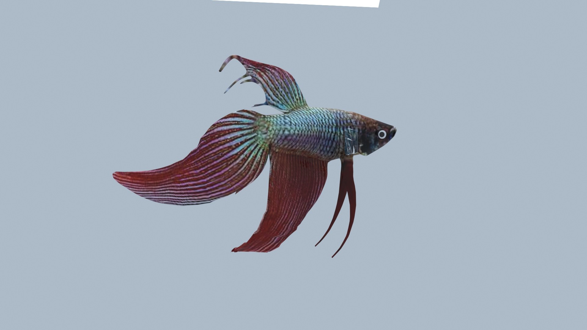 3D Beta Fish - TurboSquid 1470681