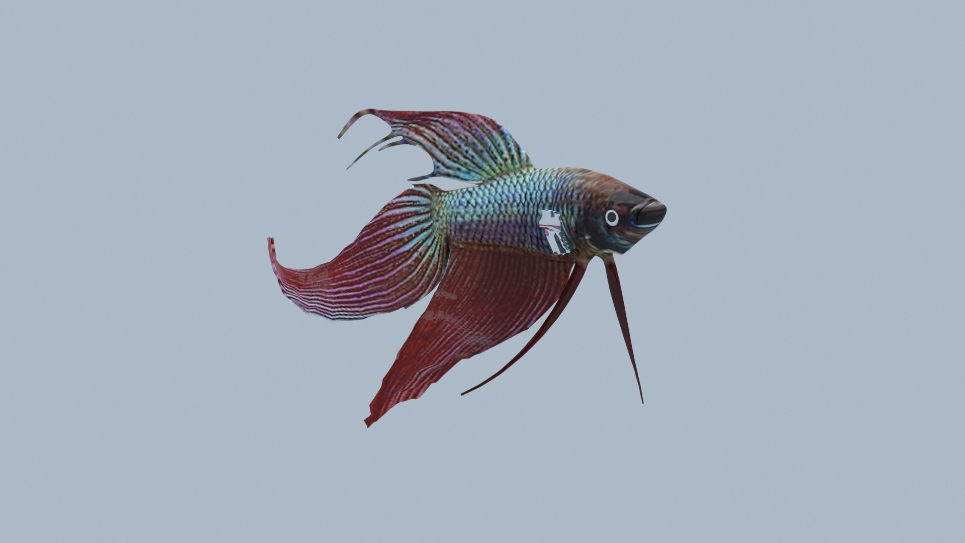 3D Beta Fish - TurboSquid 1470681
