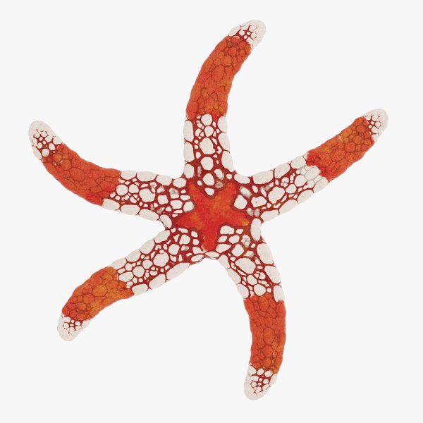 3D Starfish Models | TurboSquid