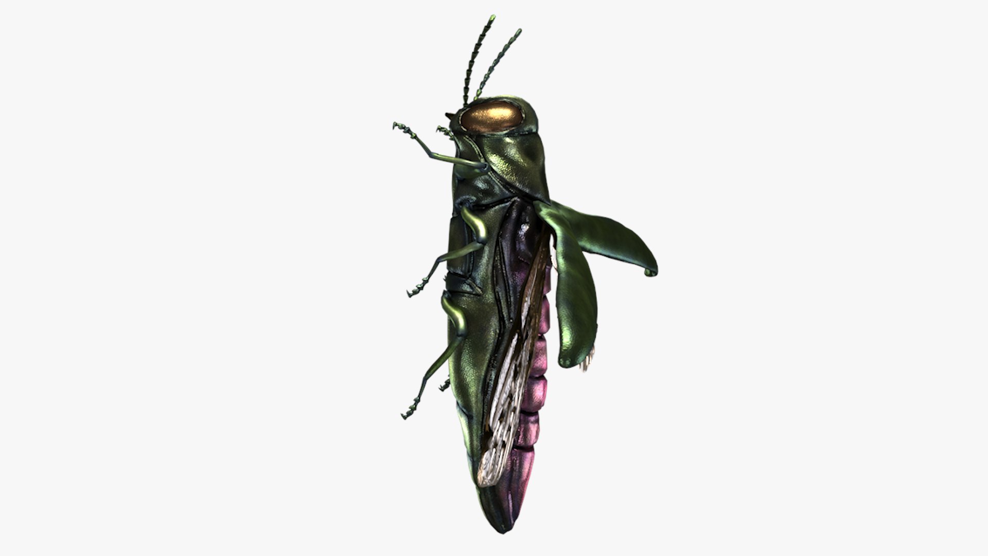 Emerald Ash Borer 3D model - TurboSquid 1907706