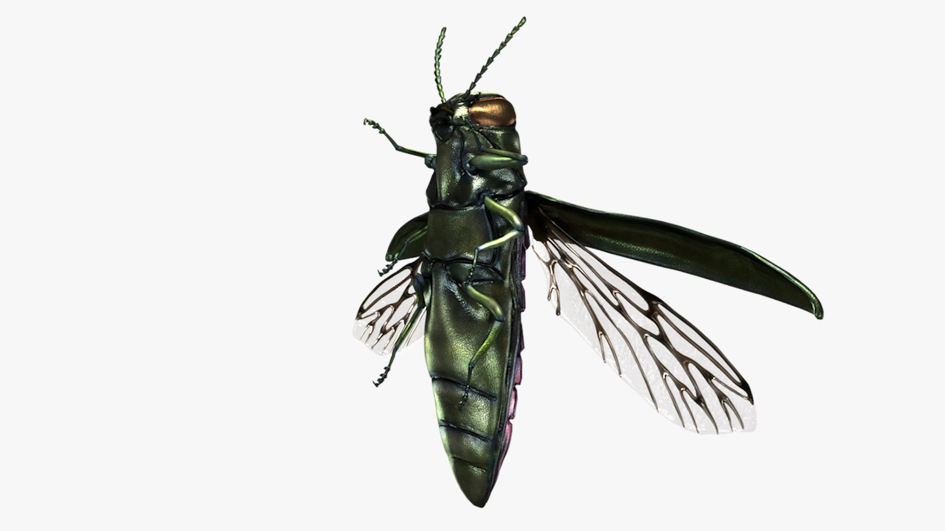 Emerald Ash Borer 3D model - TurboSquid 1907706