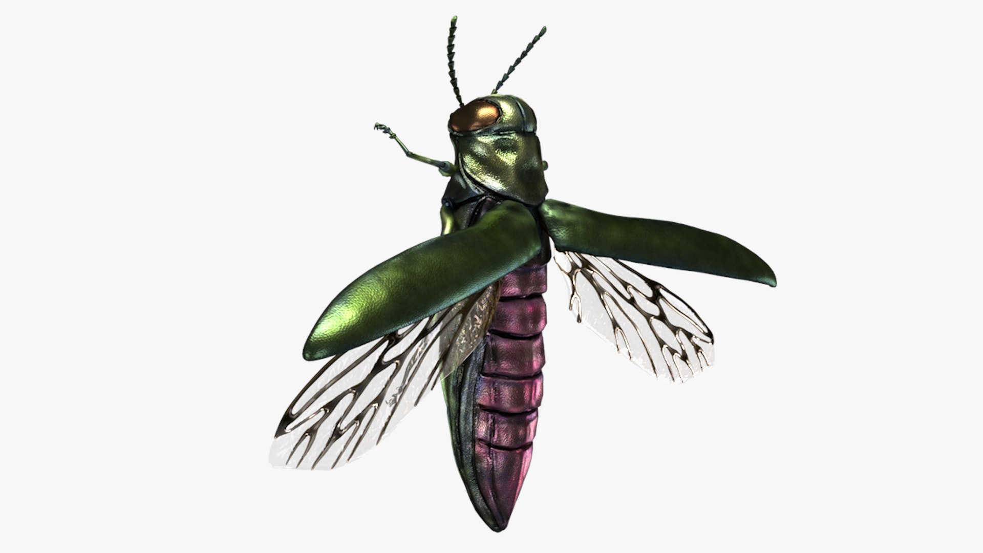 Emerald Ash Borer 3D Model - TurboSquid 1907706