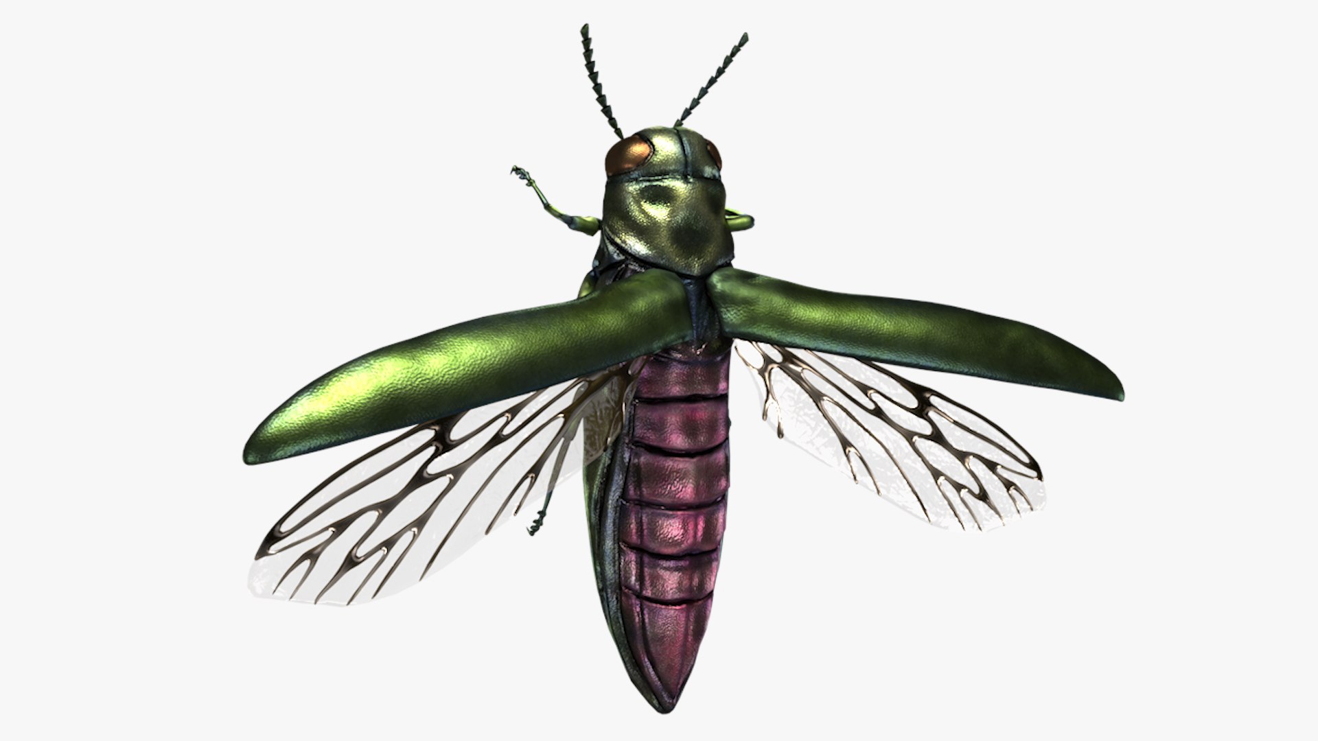 Emerald Ash Borer 3D Model - TurboSquid 1907706
