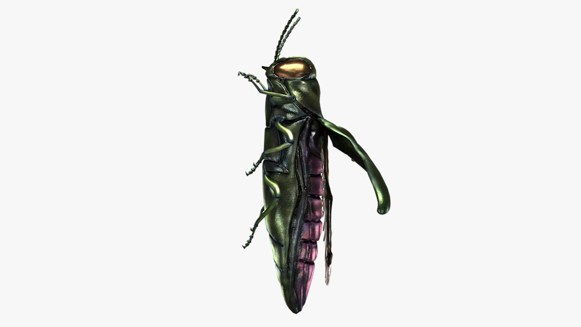 Emerald Ash Borer 3D model - TurboSquid 1907706