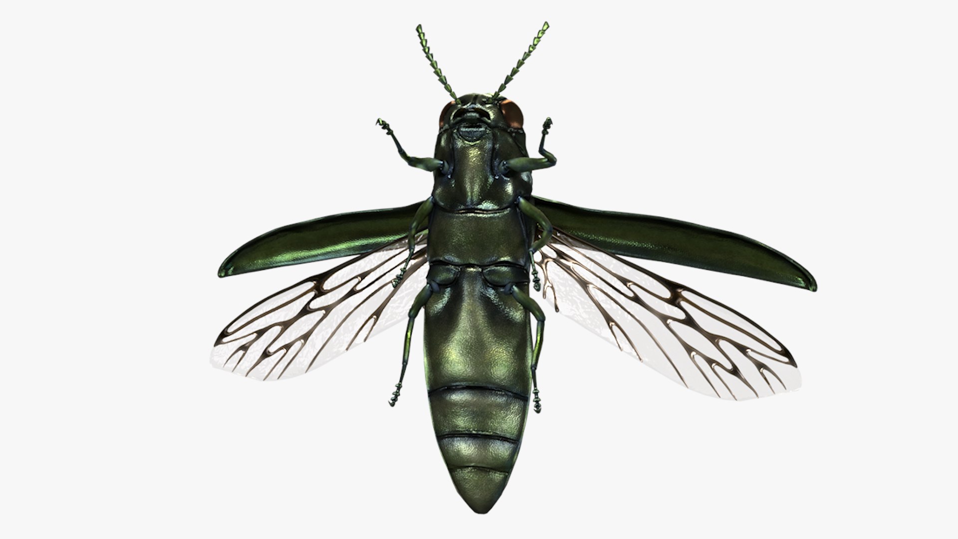 Emerald Ash Borer 3D model - TurboSquid 1907706