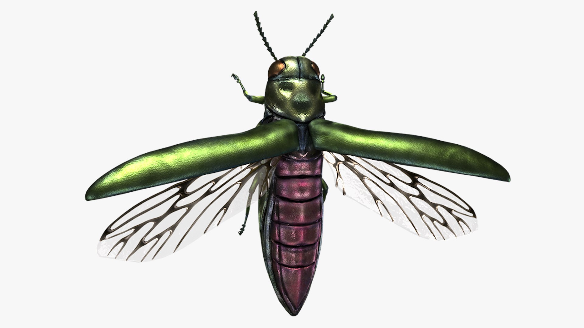 Emerald Ash Borer 3D Model - TurboSquid 1907706