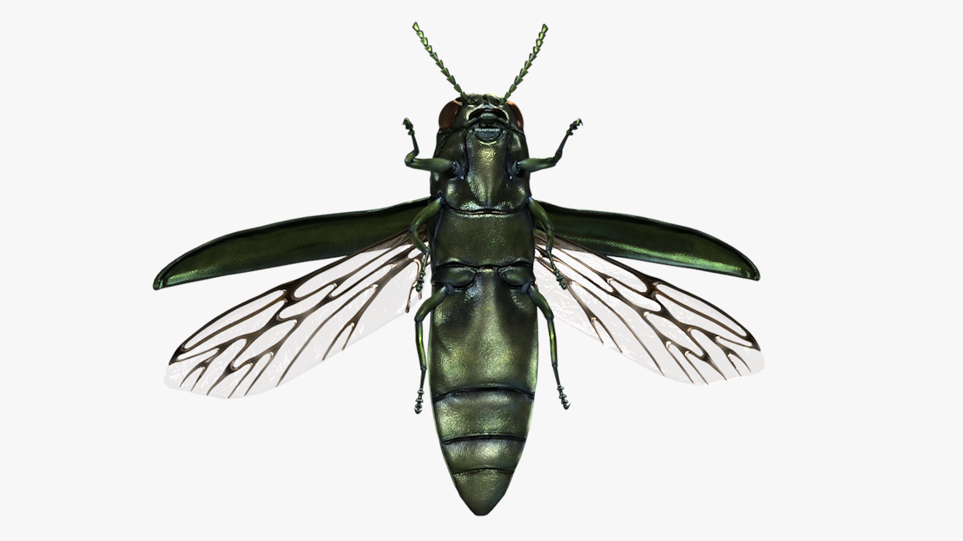 Emerald Ash Borer 3D model - TurboSquid 1907706