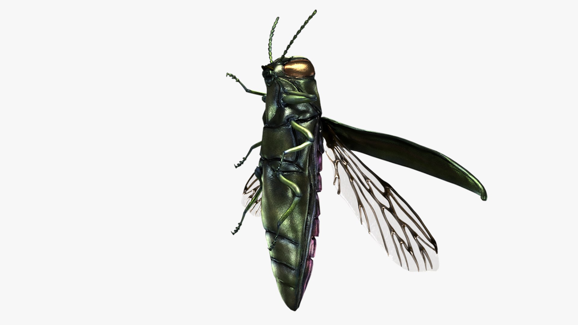 Emerald Ash Borer 3D model - TurboSquid 1907706