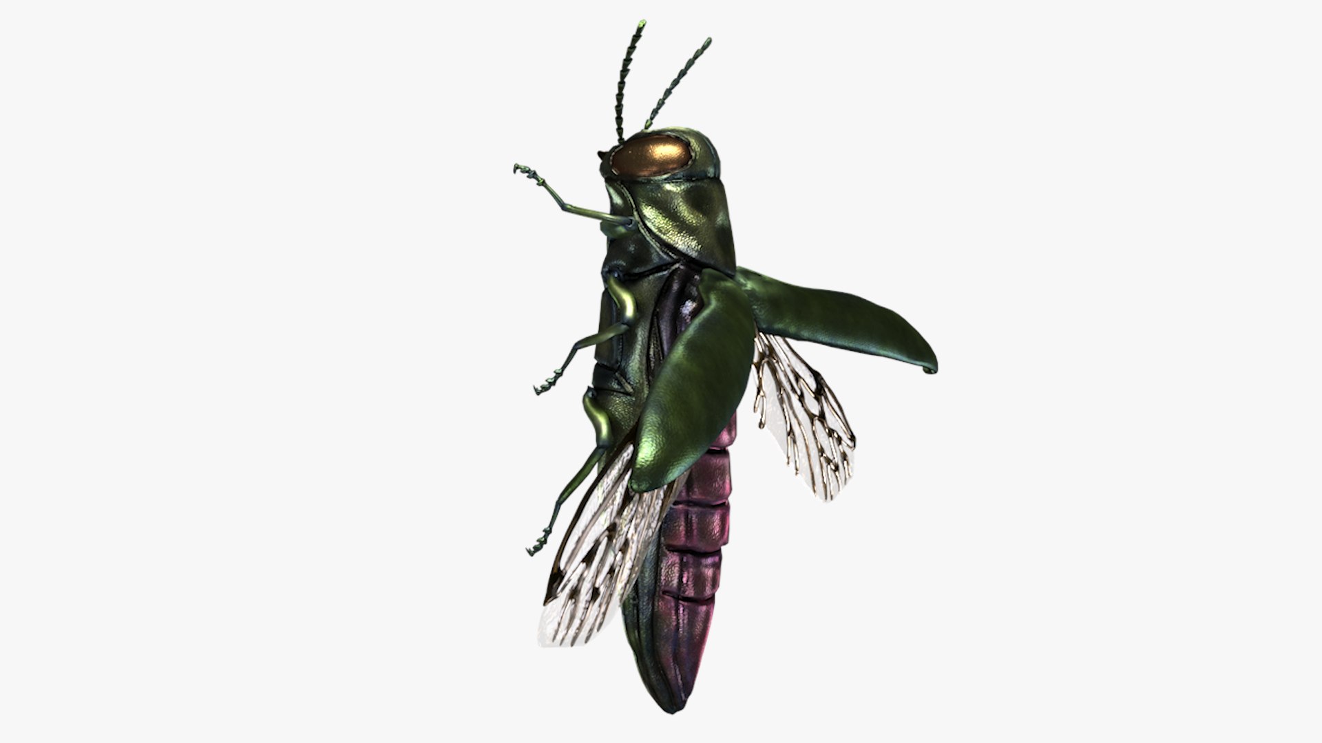 Emerald Ash Borer 3D model - TurboSquid 1907706