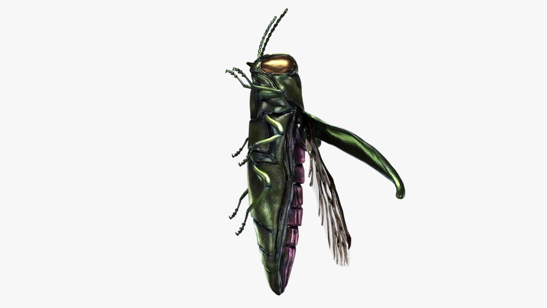 Emerald Ash Borer 3D model - TurboSquid 1907706