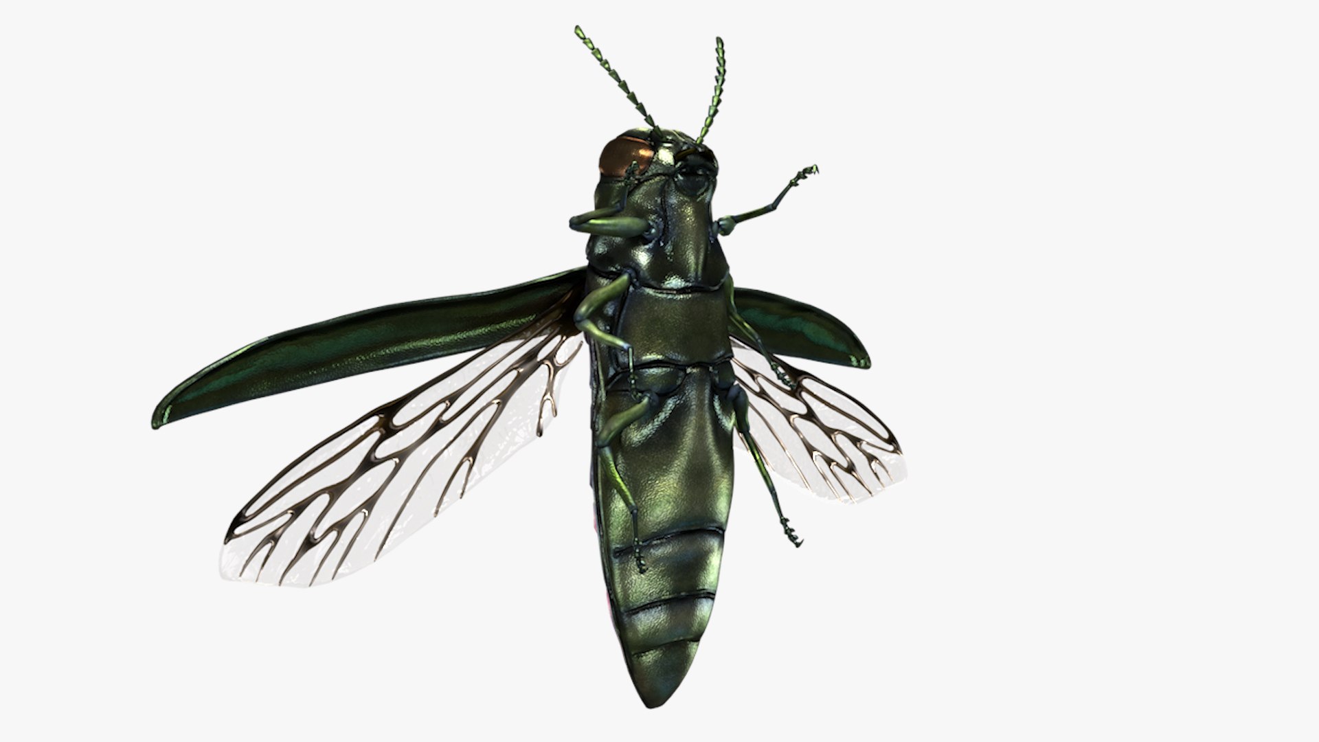 Emerald Ash Borer 3D model - TurboSquid 1907706