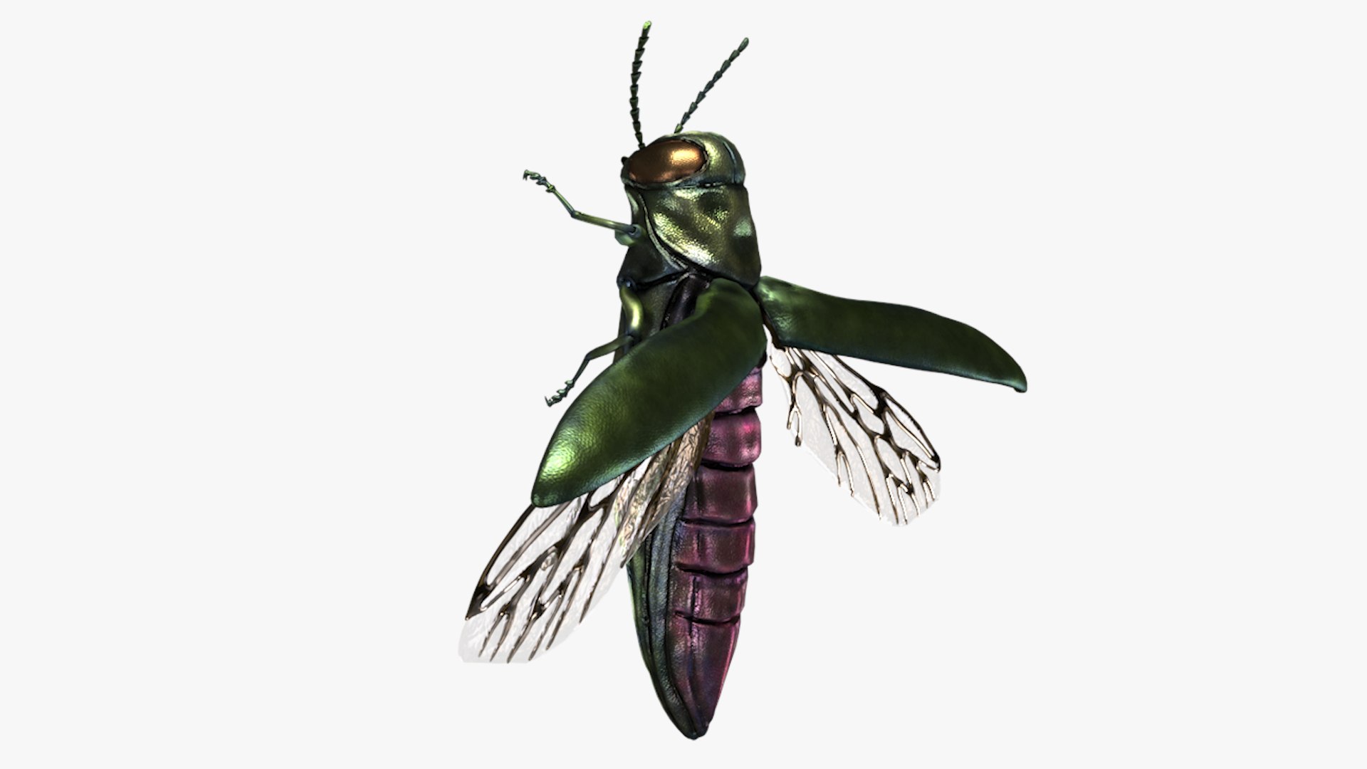 Emerald Ash Borer 3D model - TurboSquid 1907706