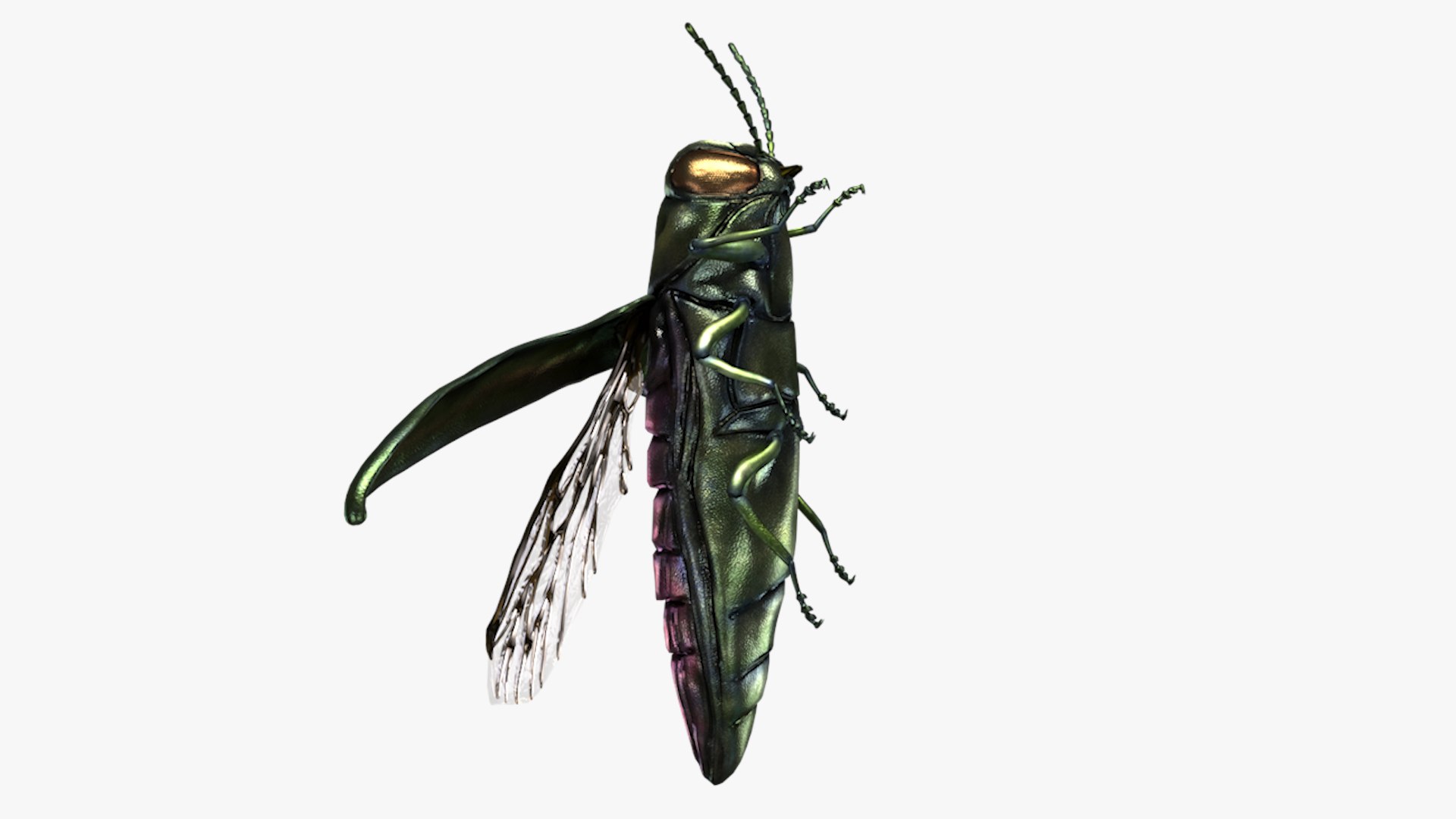 Emerald Ash Borer 3D model - TurboSquid 1907706