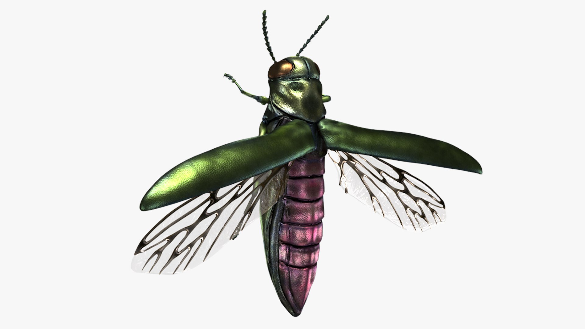 Emerald Ash Borer 3D Model - TurboSquid 1907706