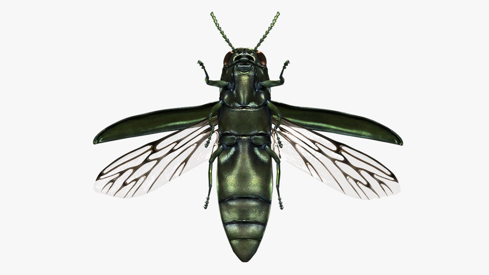 Emerald Ash Borer 3D model - TurboSquid 1907706