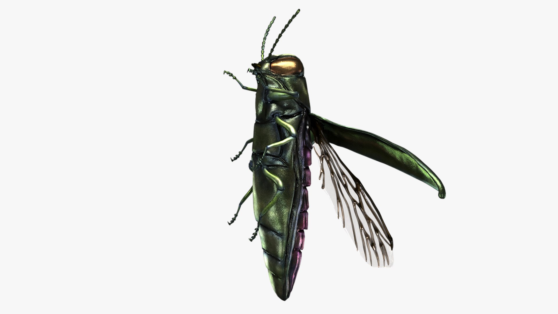 Emerald Ash Borer 3D model - TurboSquid 1907706