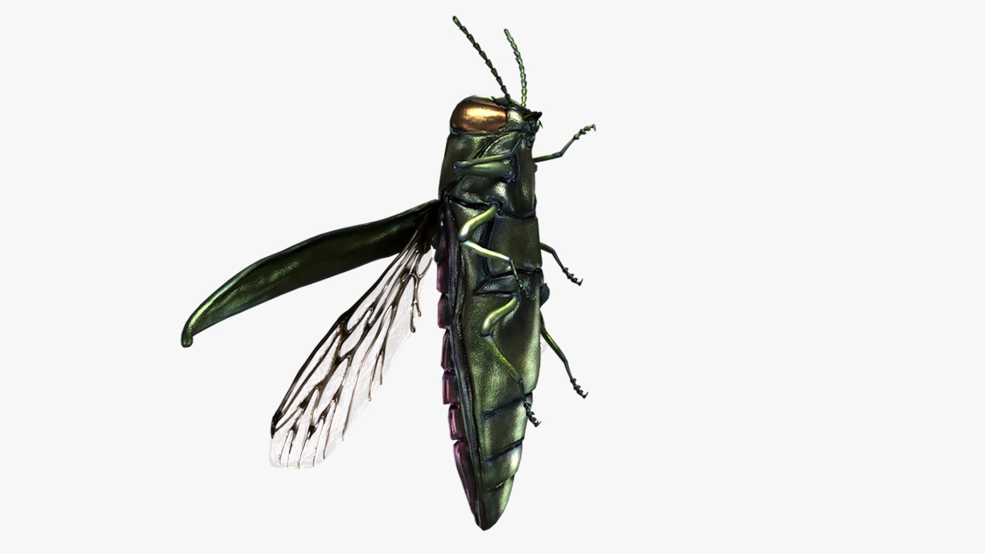 Emerald Ash Borer 3D model - TurboSquid 1907706