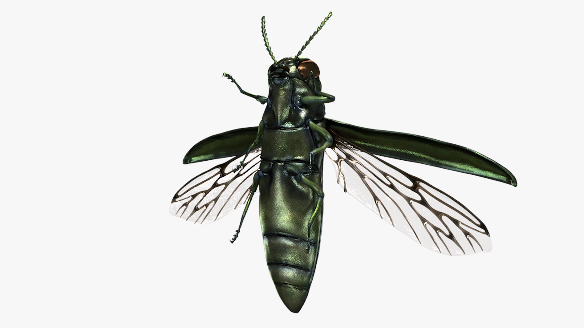 Emerald Ash Borer 3D model - TurboSquid 1907706