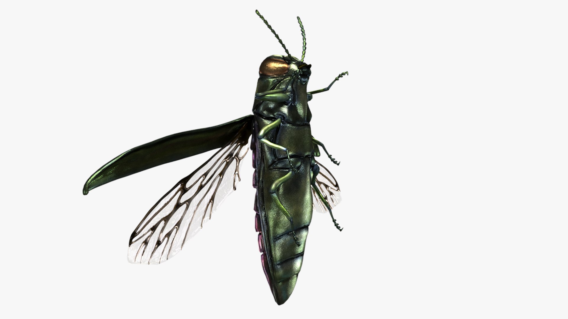 Emerald Ash Borer 3D model - TurboSquid 1907706