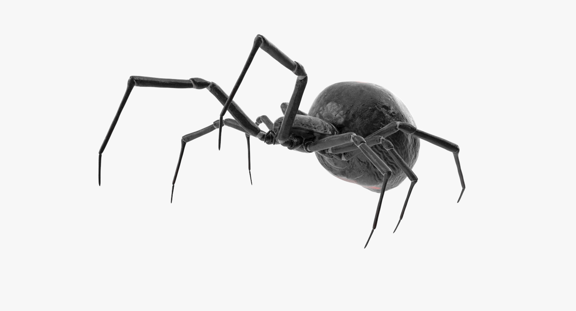 Widow Spider Fighting Pose 3D Model - TurboSquid 1164258