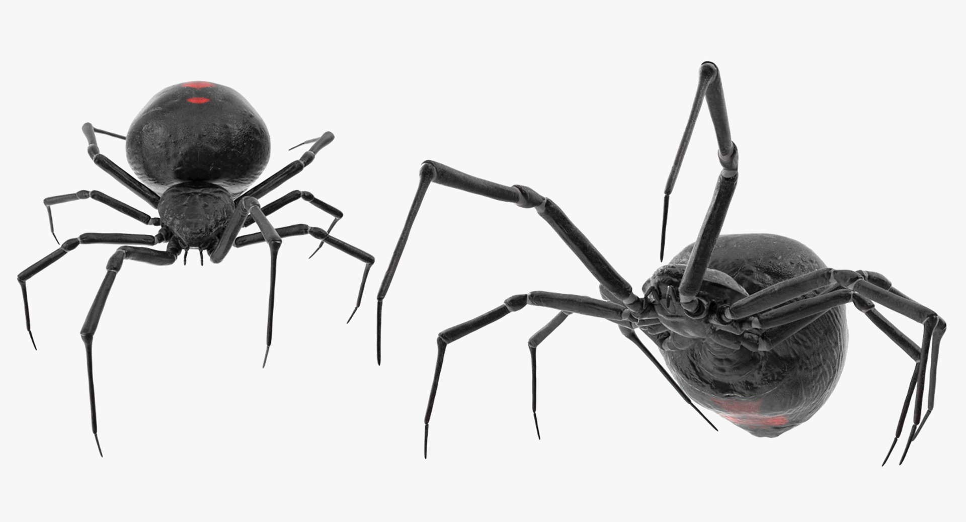 Widow Spider Fighting Pose 3D Model - TurboSquid 1164258