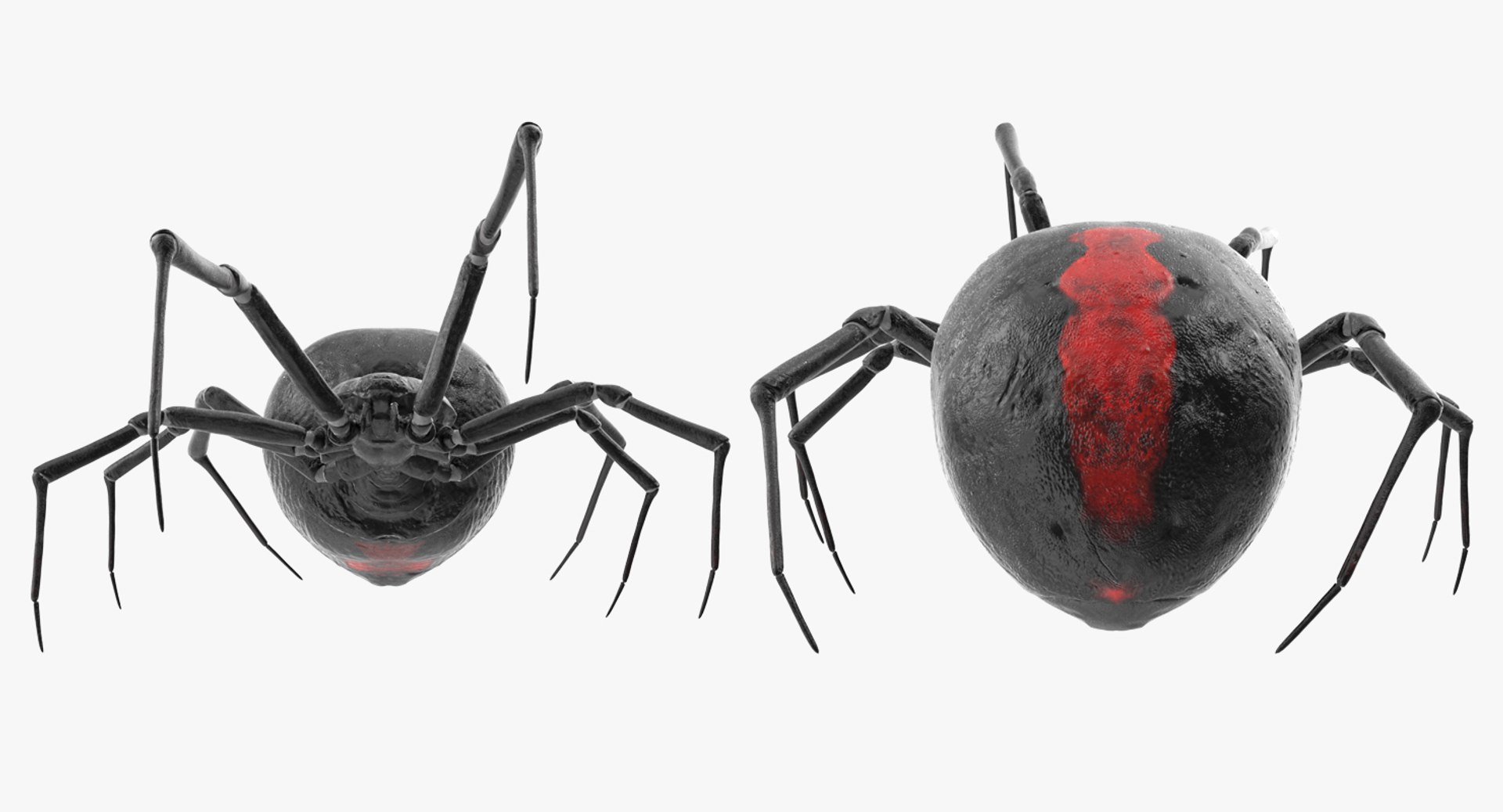 Widow Spider Fighting Pose 3D Model - TurboSquid 1164258