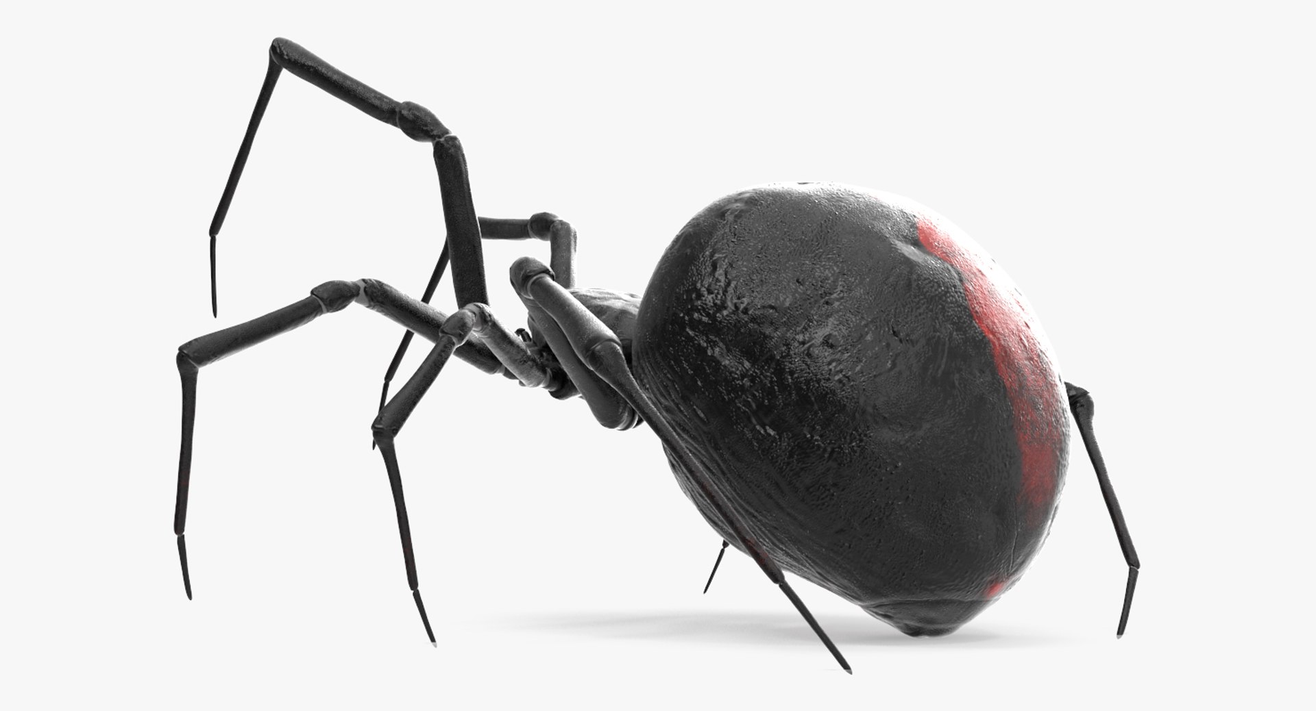 Widow Spider Fighting Pose 3D Model - TurboSquid 1164258