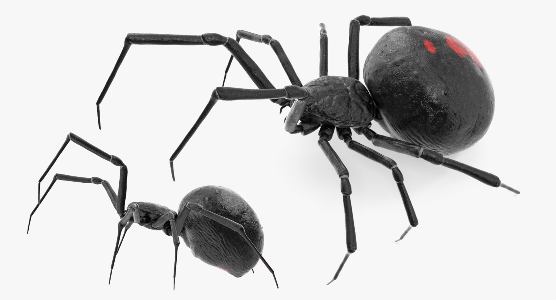 Widow Spider Fighting Pose 3D Model - TurboSquid 1164258