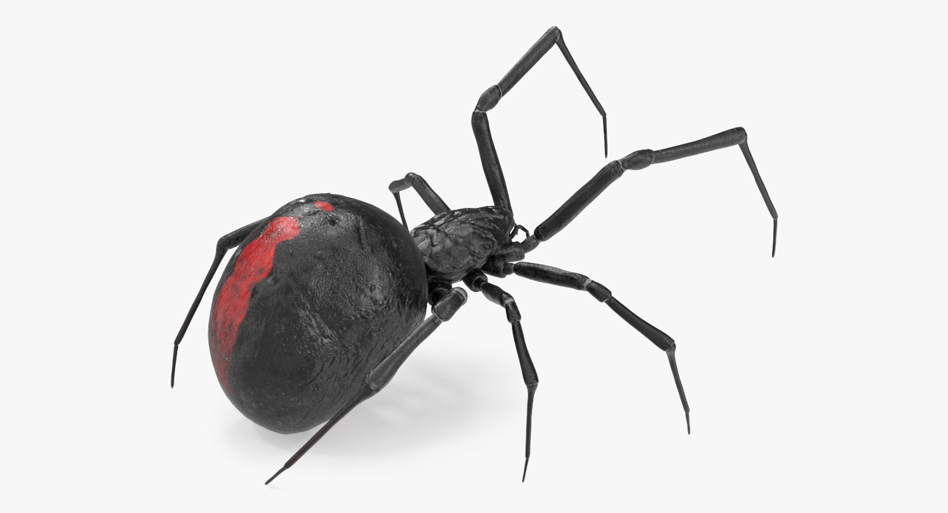 Widow Spider Fighting Pose 3D Model - TurboSquid 1164258