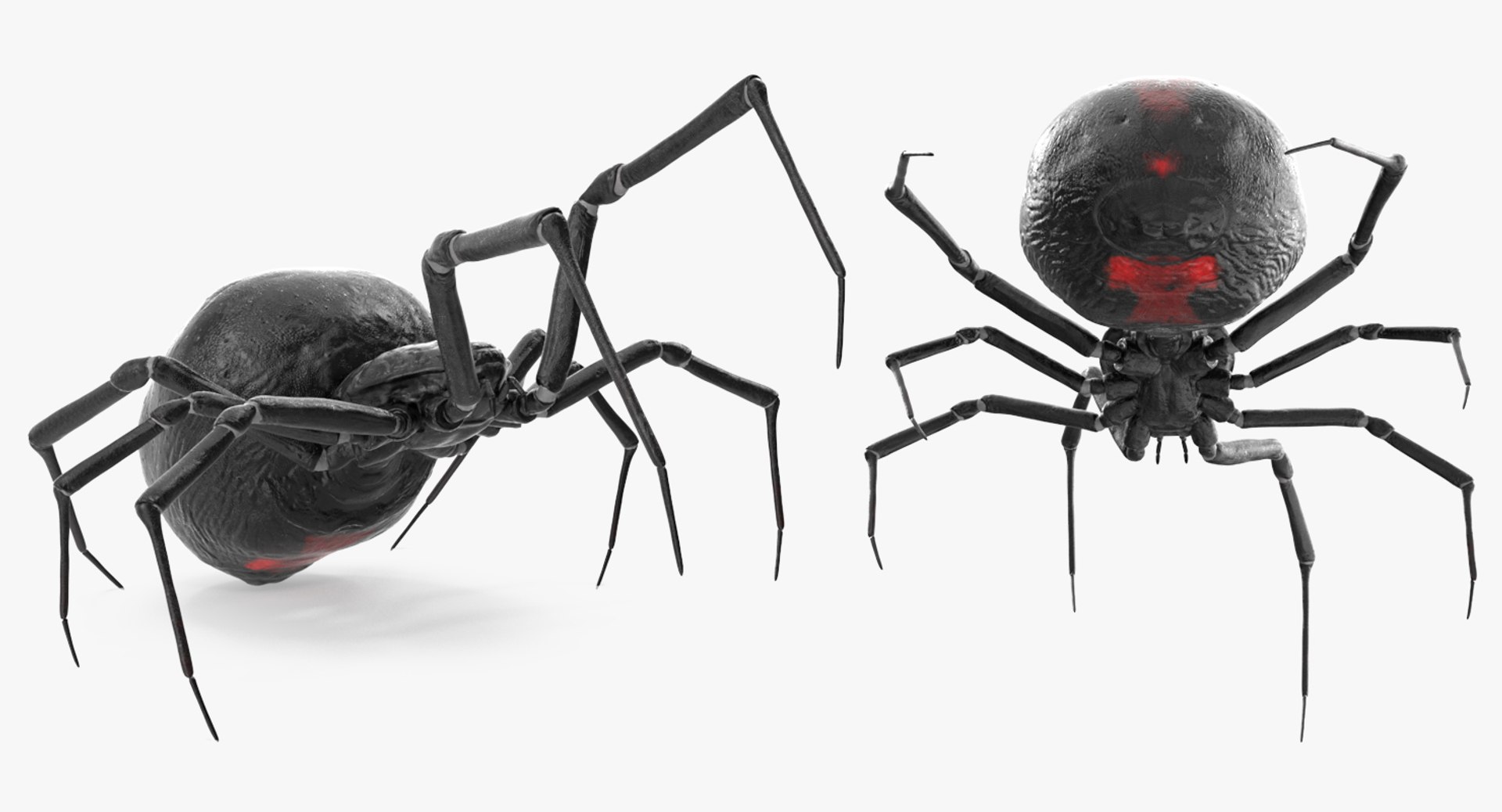 Widow Spider Fighting Pose 3D Model - TurboSquid 1164258