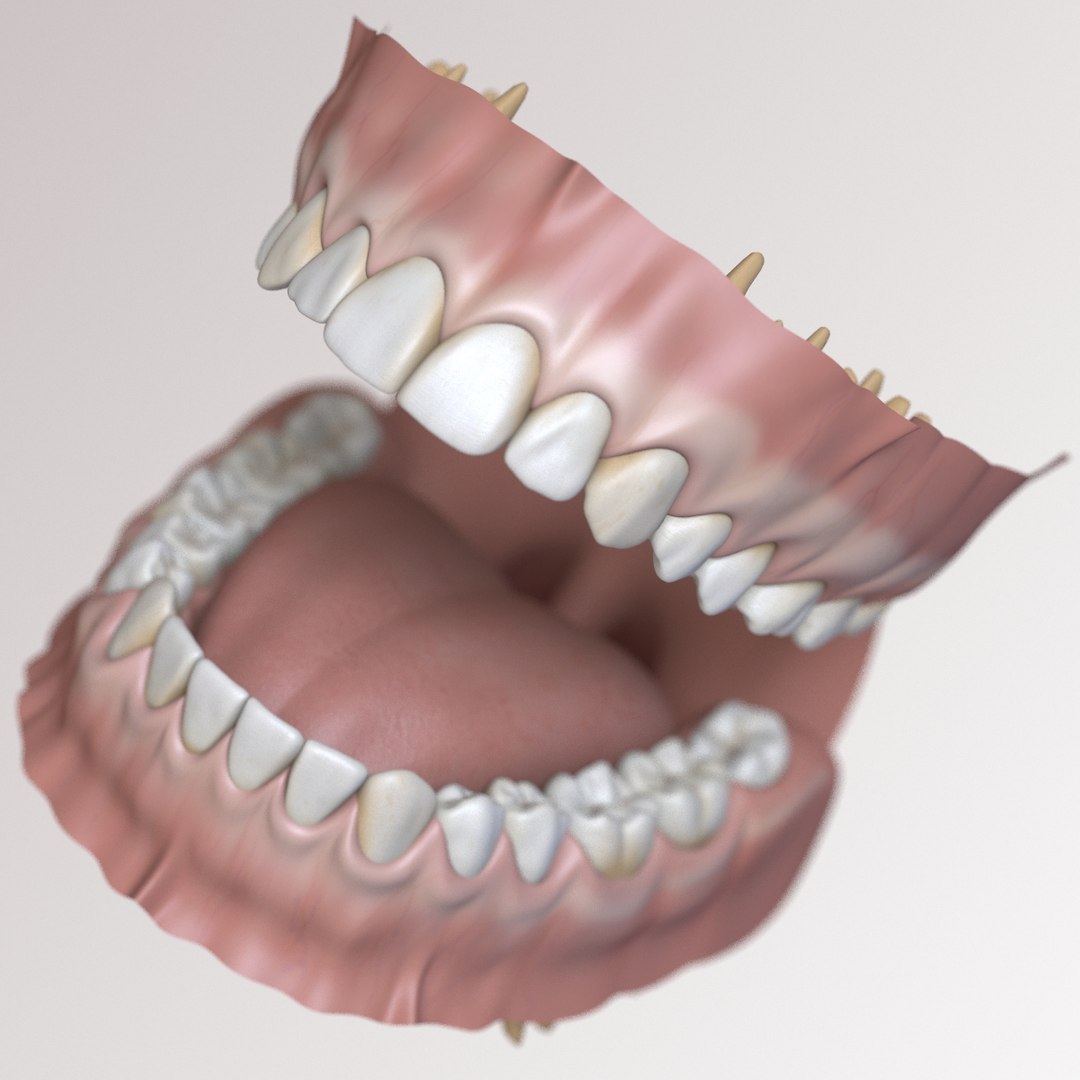 Dentition stylized 3D model - TurboSquid 1163014