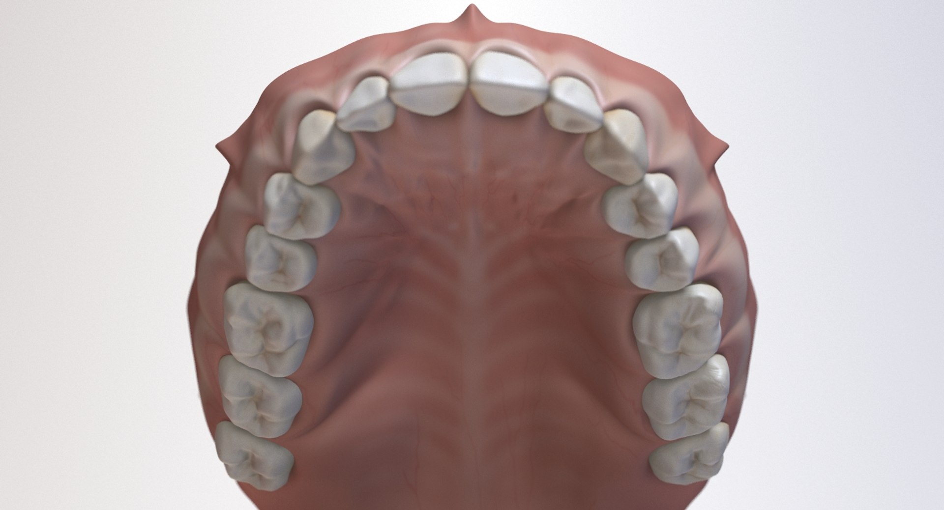 Dentition Stylized 3D Model - TurboSquid 1163014