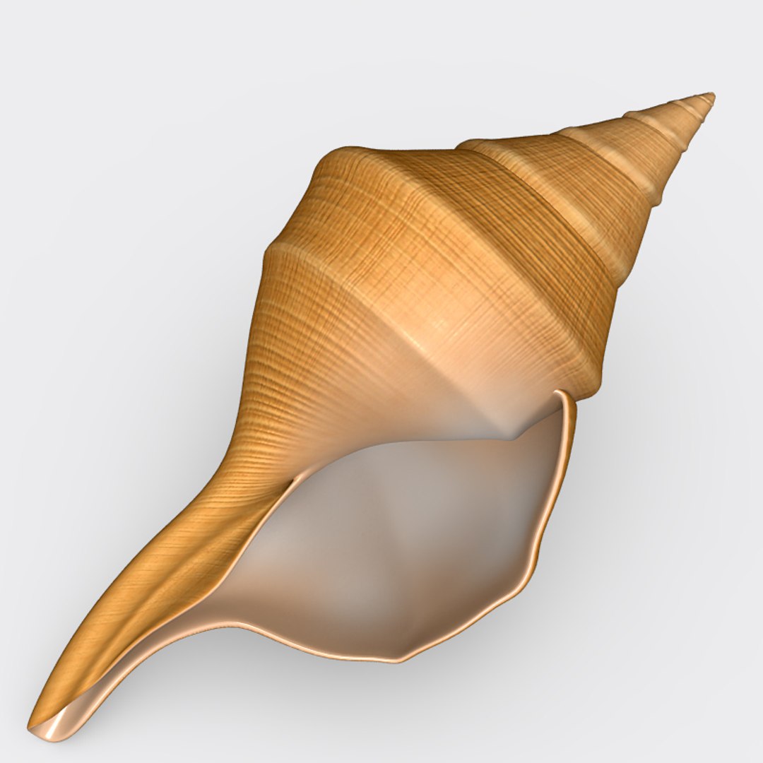 Shell Australian Trumpet Shell Obj
