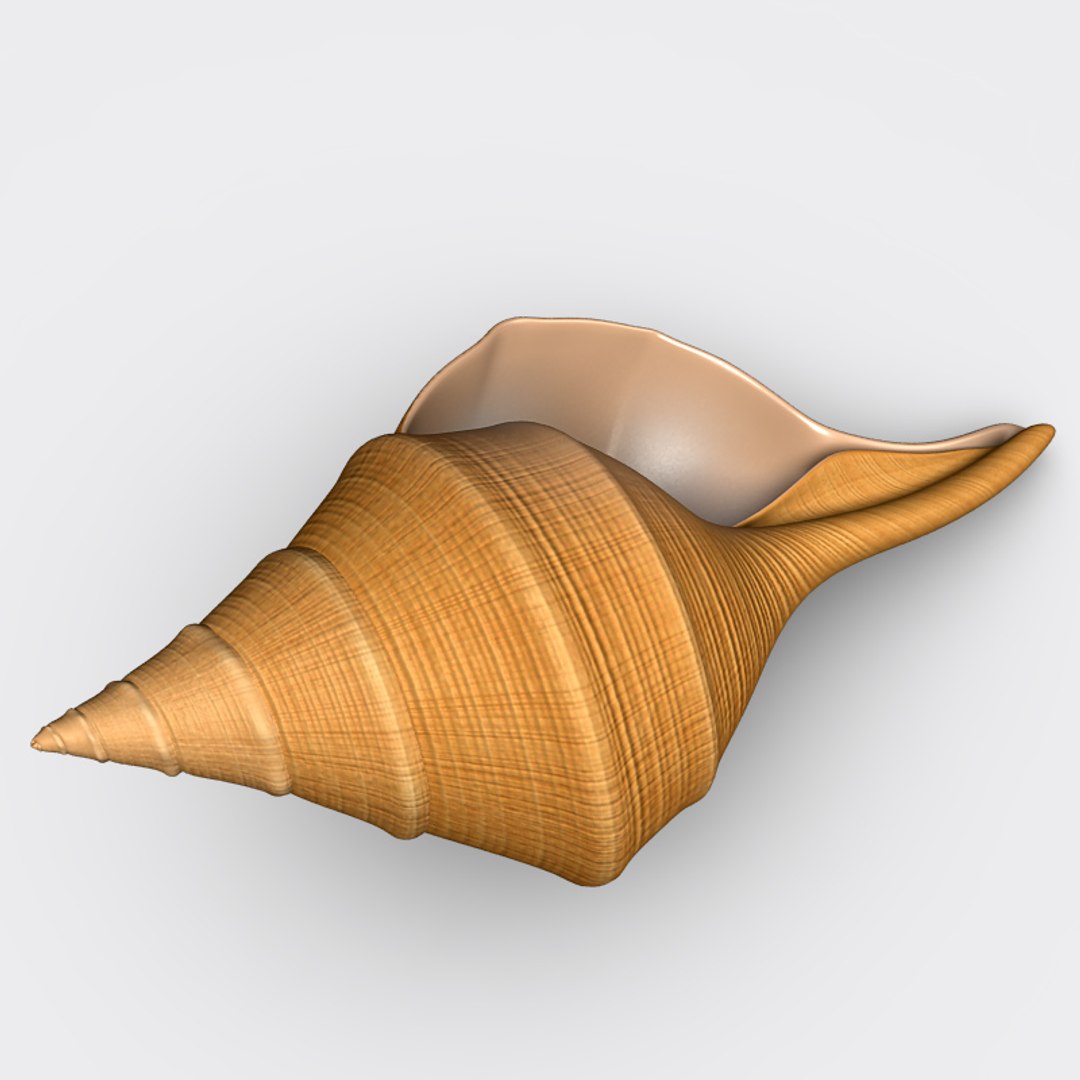 Shell Australian Trumpet Shell Obj