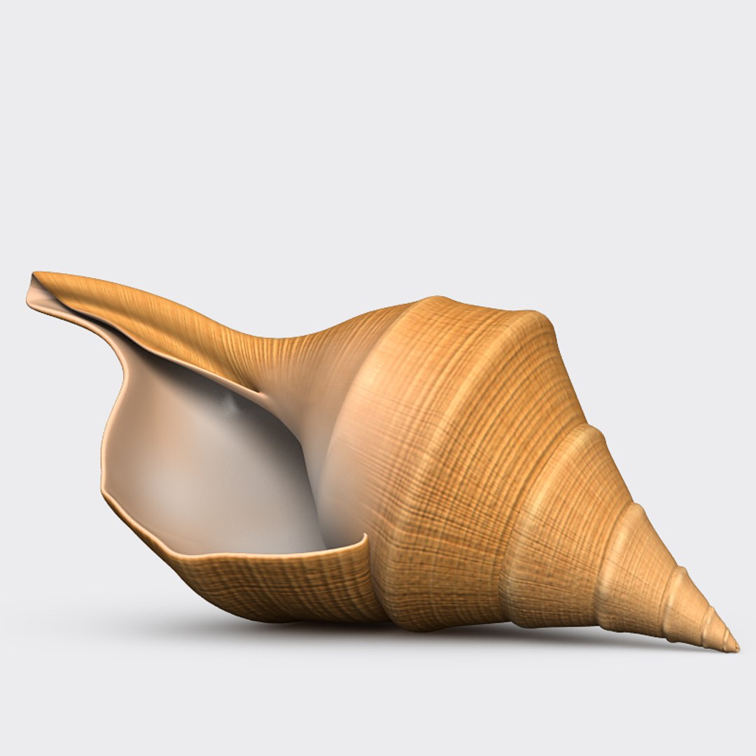 Shell Australian Trumpet Shell Obj